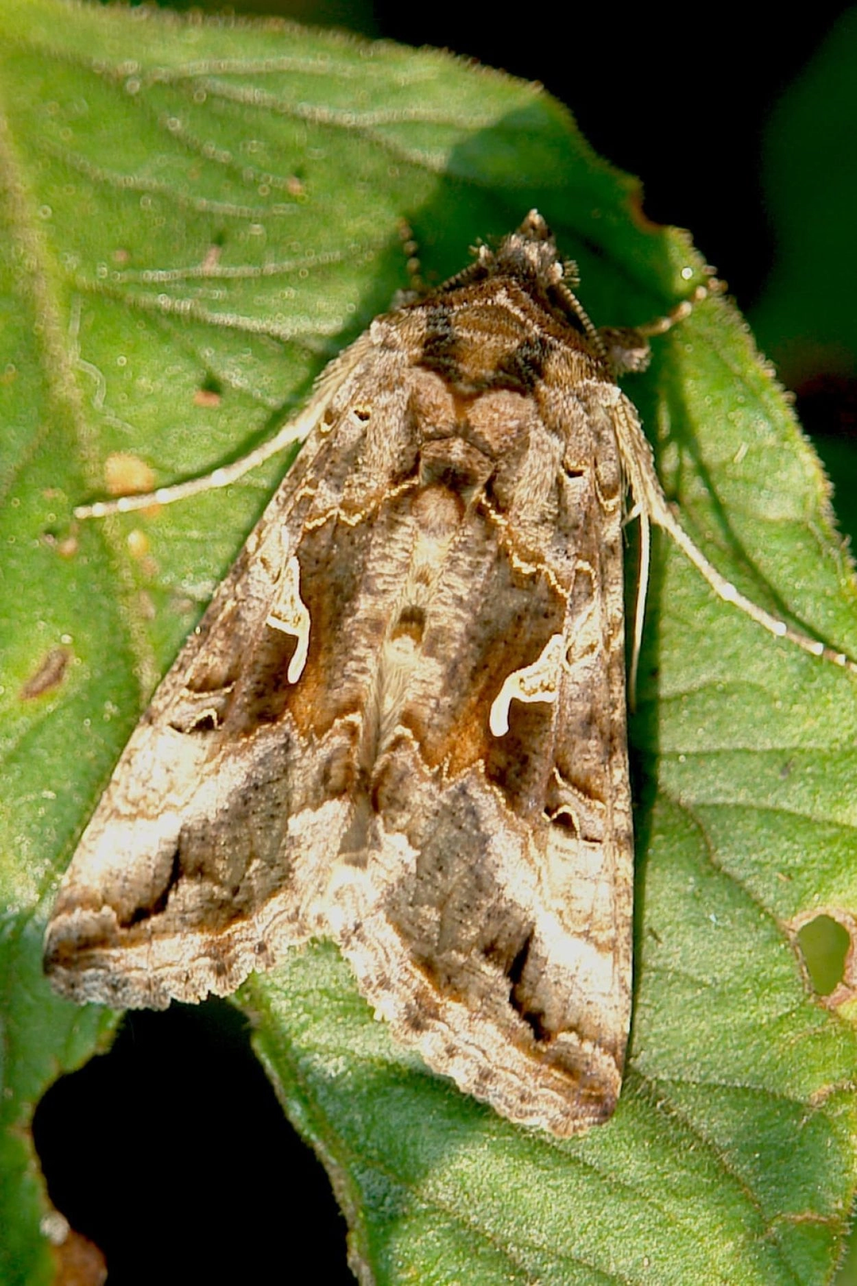Gamma-uil - Vlinderstichting