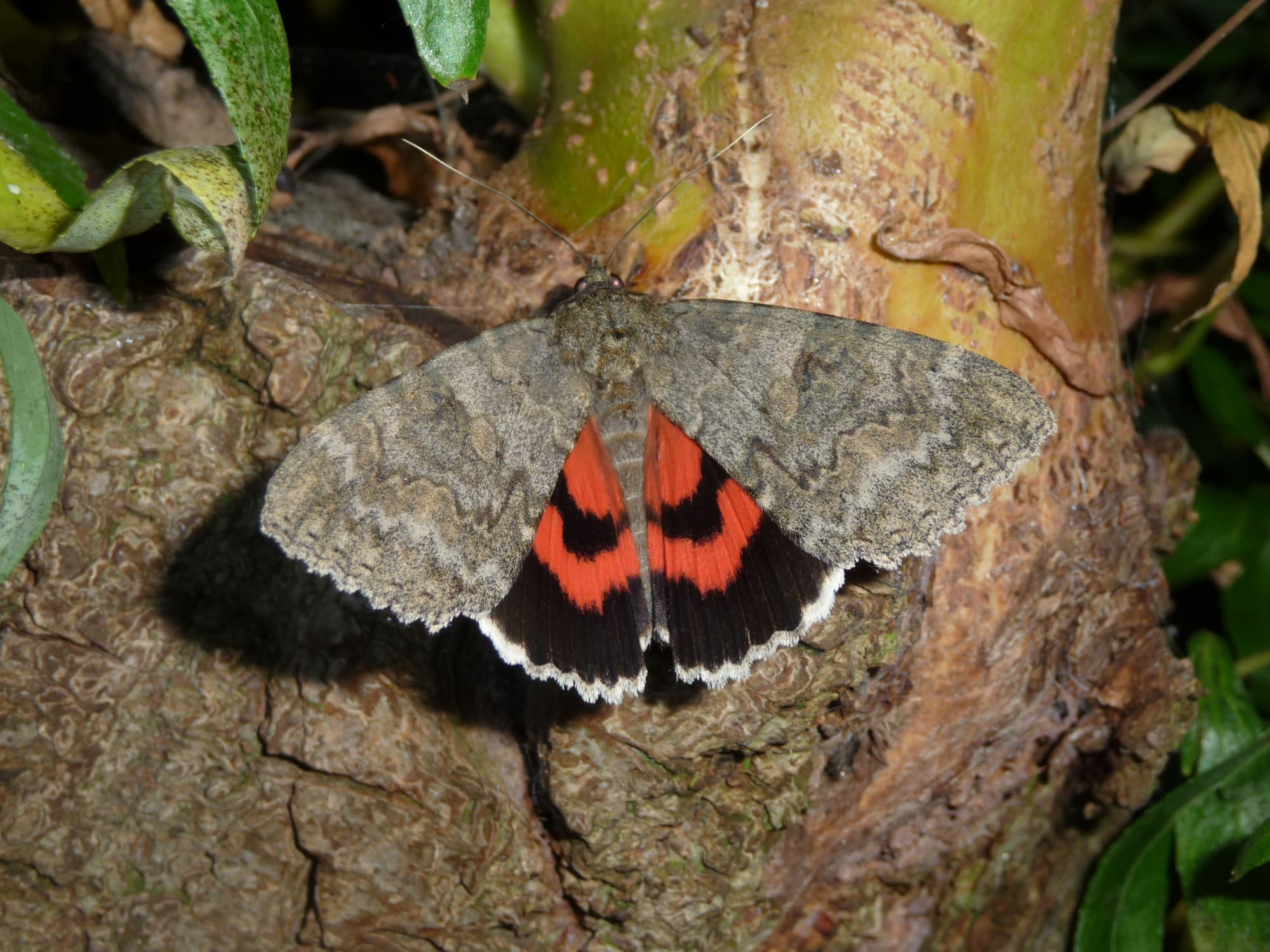 Rood weeskind - Vlinderstichting