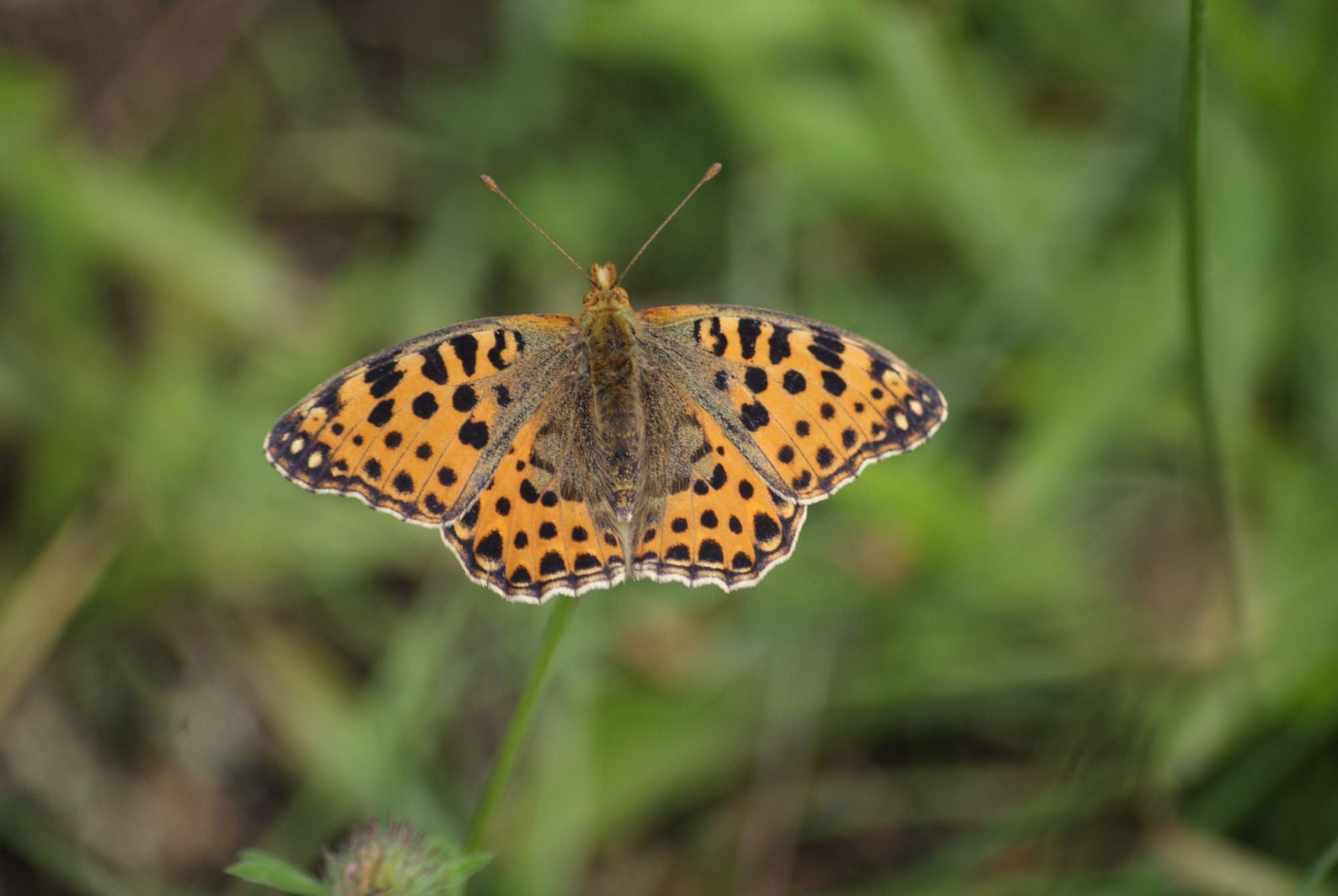 Families van vlinders - Vlinderstichting
