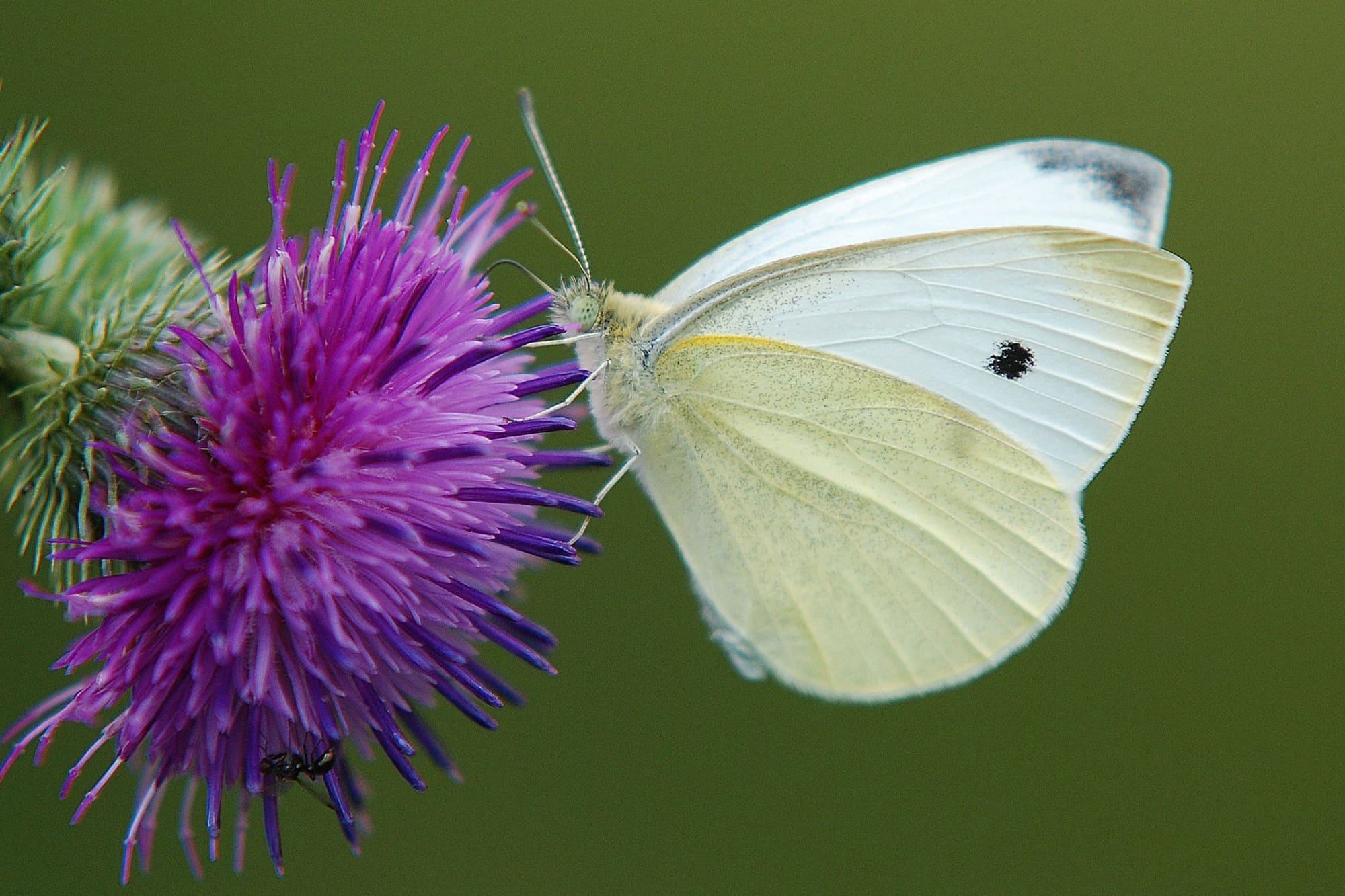 Klein koolwitje - Vlinderstichting