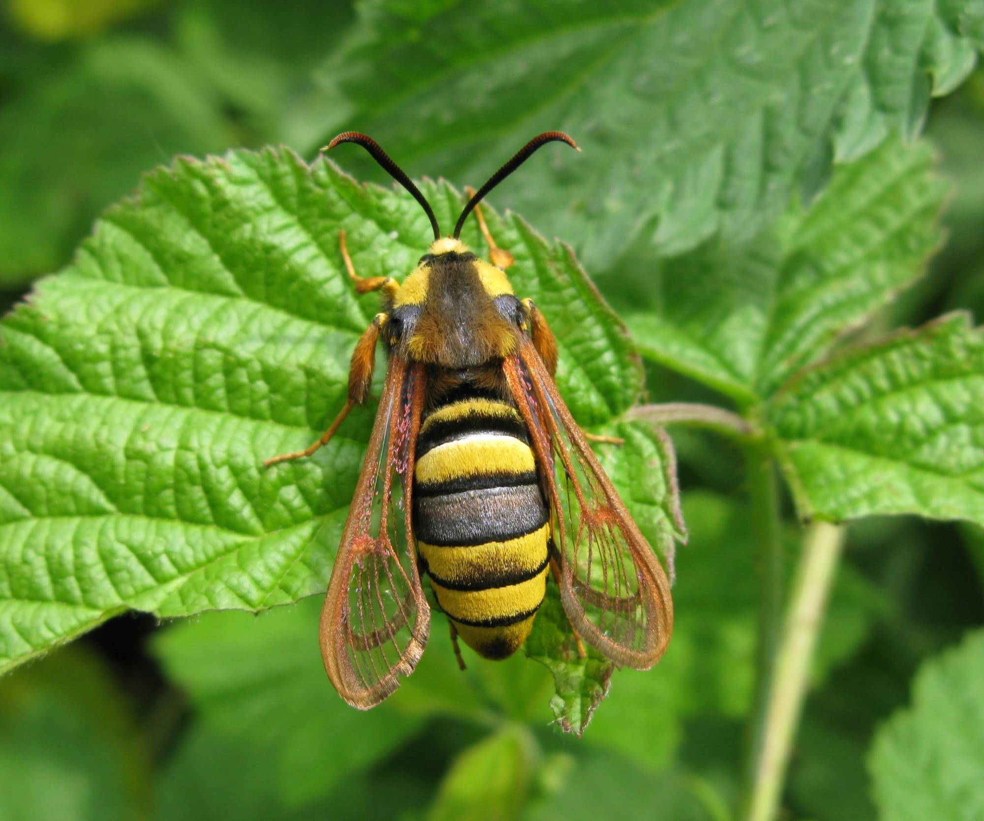 Nederlandse namen voor macrovlinders - Vlinderstichting