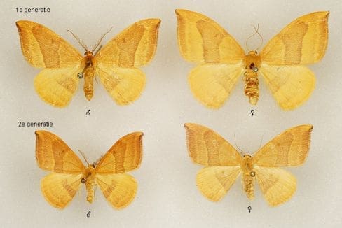 Nederlandse namen voor macrovlinders - Vlinderstichting