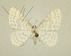 Idaea/Asthena - Vlinderstichting