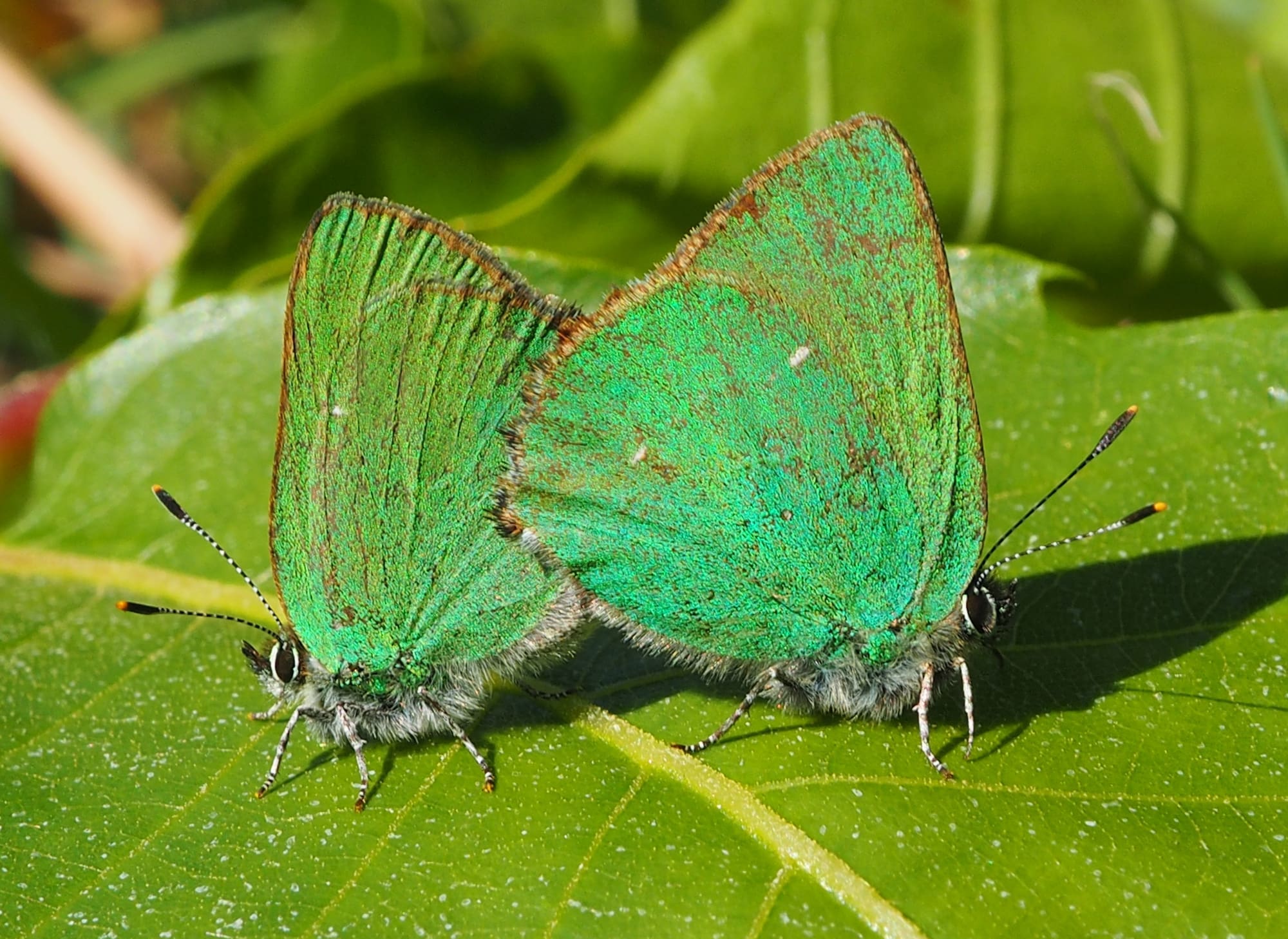 Levenscyclus vlinders - Vlinderstichting
