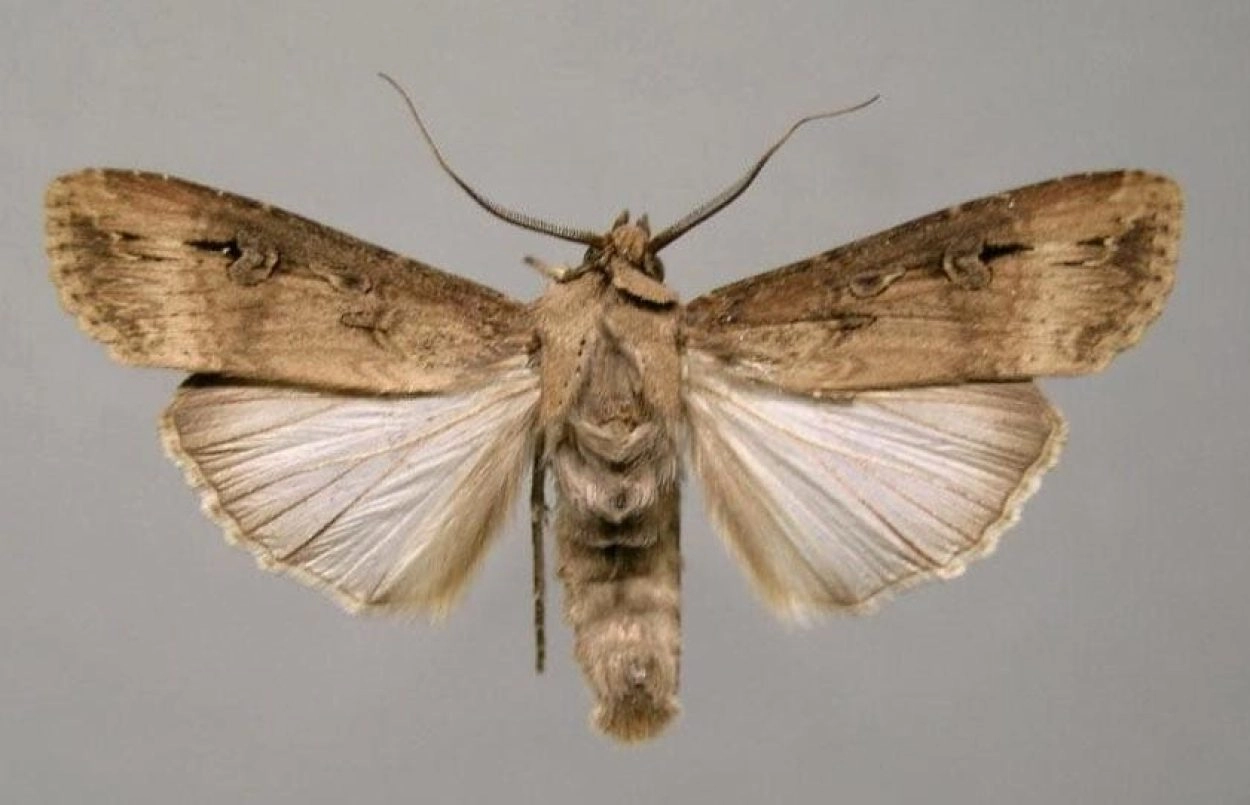 Grote worteluil - Vlinderstichting