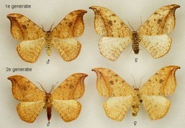 Drepana - Vlinderstichting