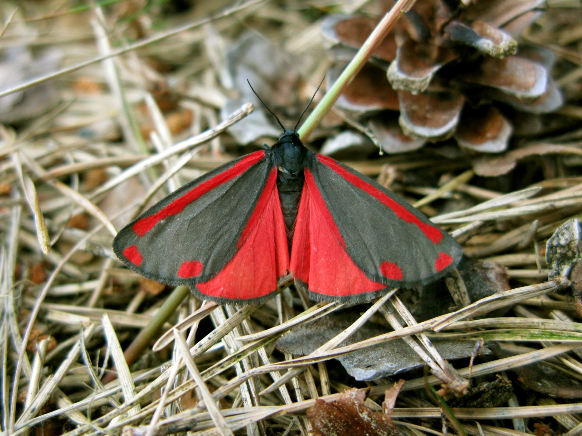 Dagvlinder of nachtvlinder - Vlinderstichting