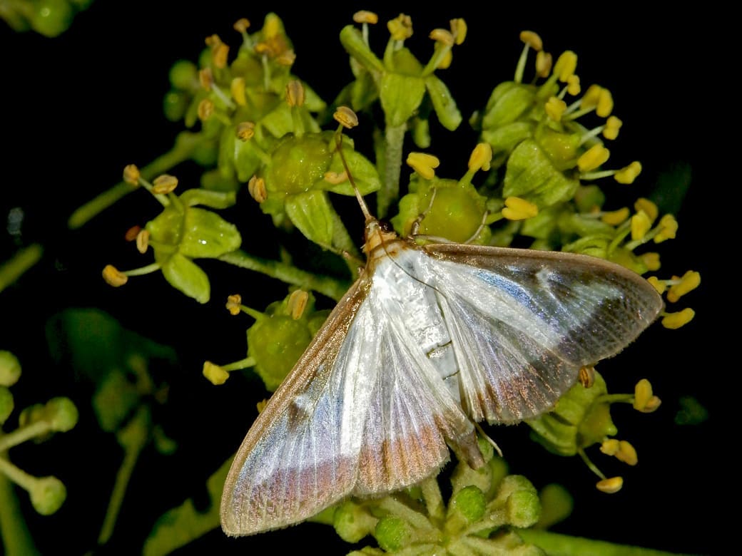 De buxusmot is er nog steeds - Vlinderstichting