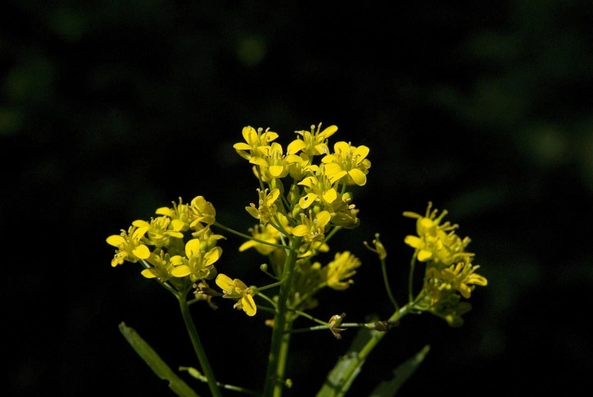 Waardplanten - Vlinderstichting