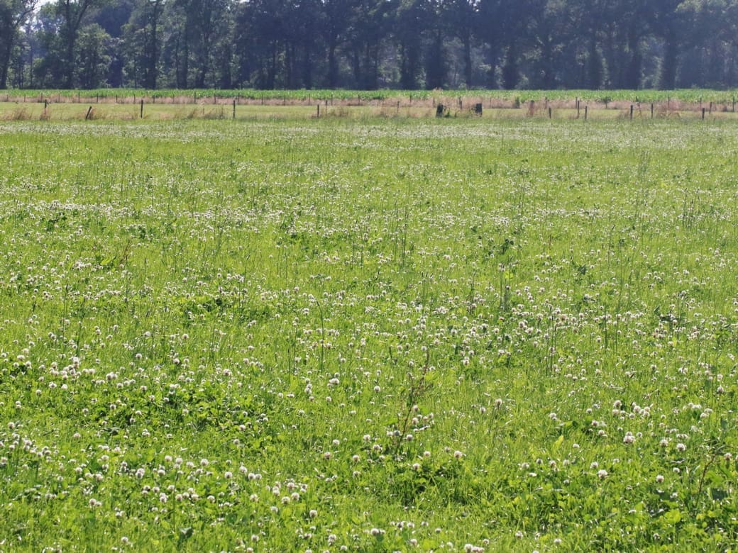 Kruidenrijk grasland: balanceren tussen biodiversiteit en productie ...