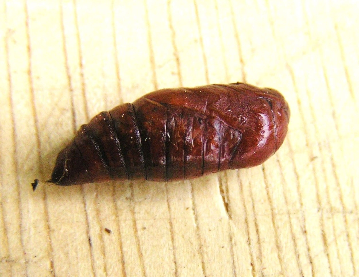 Gekraagde grasuil - Vlinderstichting