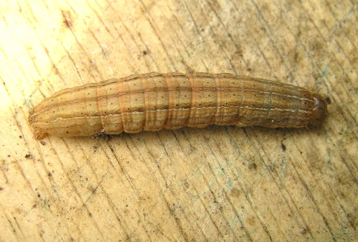 Gekraagde grasuil - Vlinderstichting