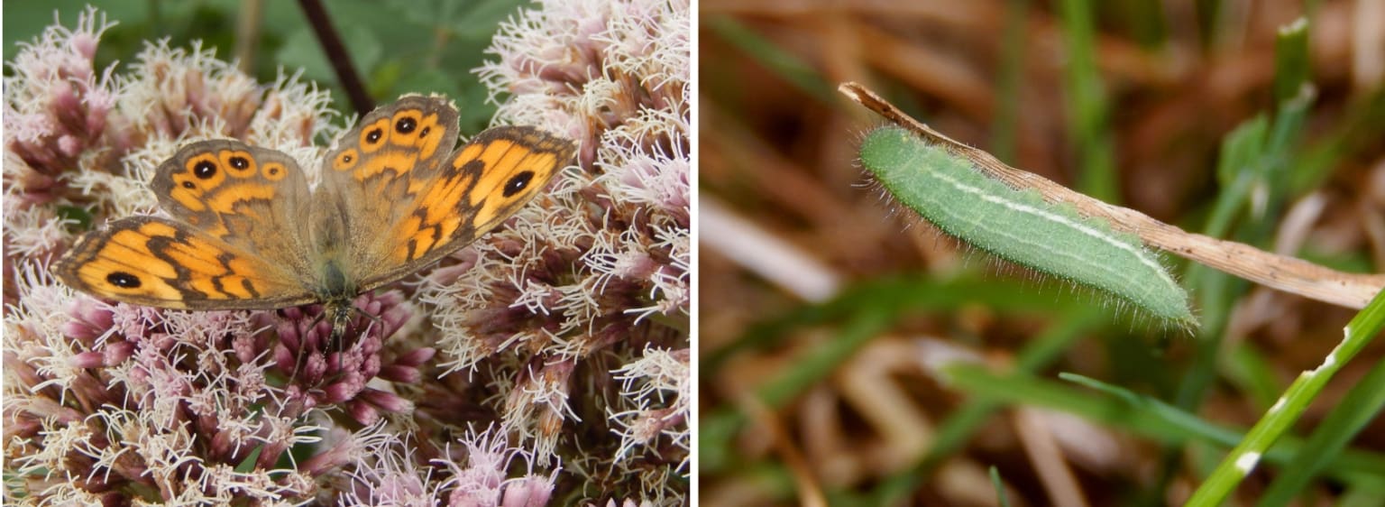 Hoe komt een vlinder de winter door? #2 - Vlinderstichting