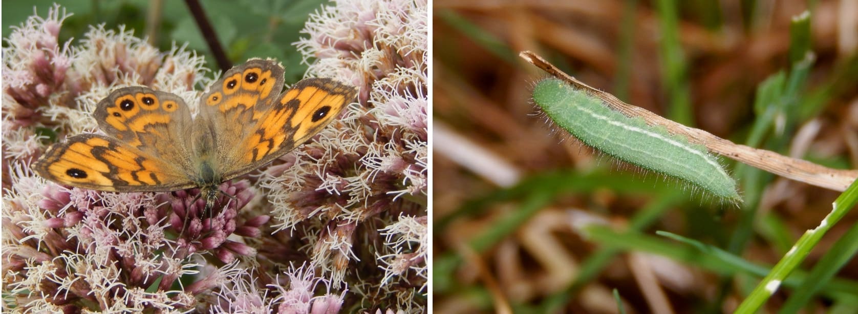 Hoe komt een vlinder de winter door? #2 - Vlinderstichting