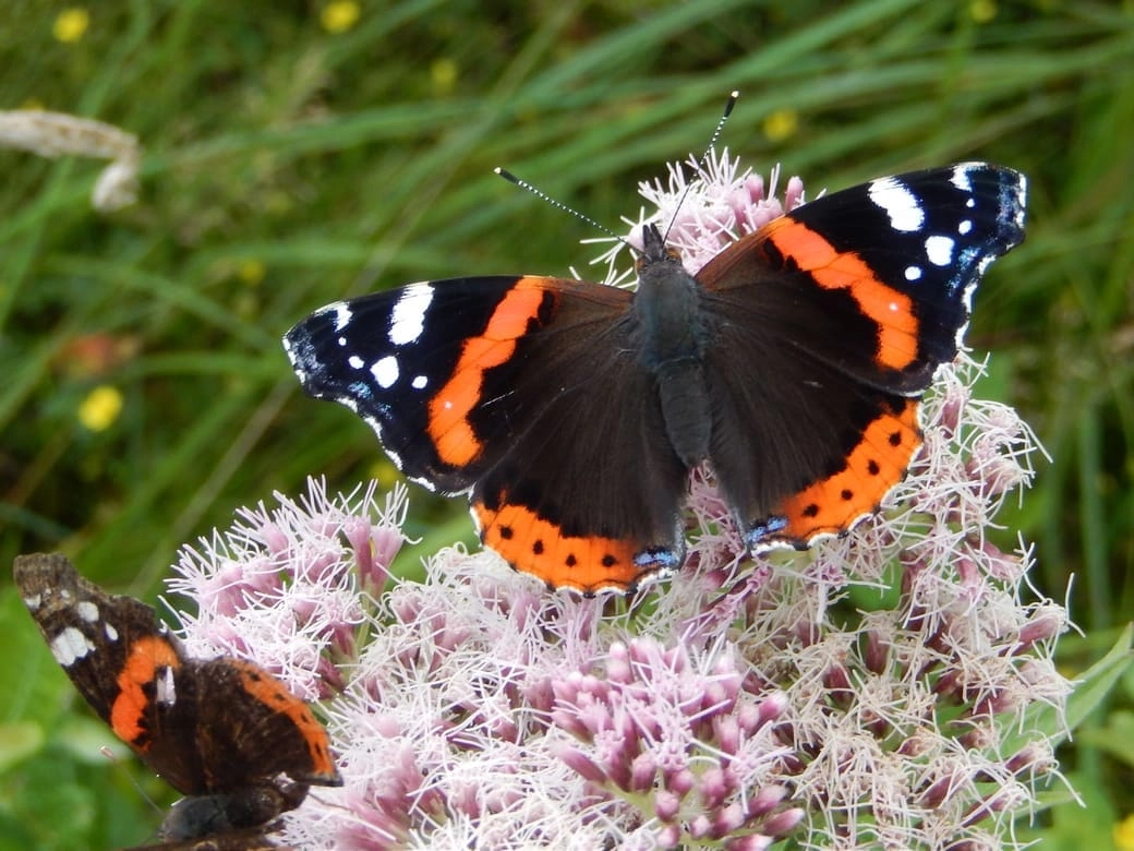 Alles over vlinders - Vlinderstichting
