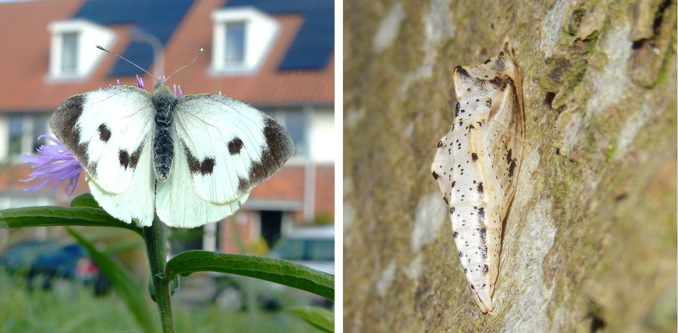 Hoe komt een vlinder de winter door? #3 - Vlinderstichting