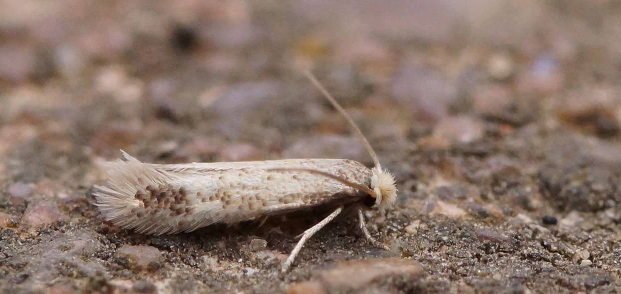 Noordelijke rupsen eten efficiënter - Vlinderstichting
