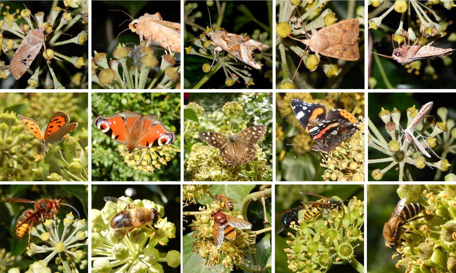 Klimop en insecten: ze hebben elkaar nodig - Vlinderstichting